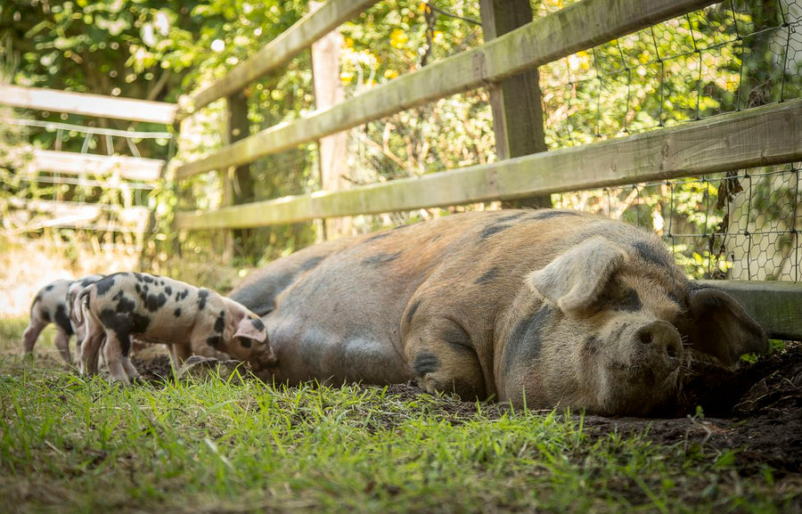 Grass fed, unaged Meat |free range ethical meat - Pheasants Hill Farm ...